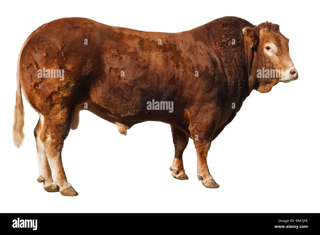 Bull farming Cut Out Stock Images & Pictures - Alamy