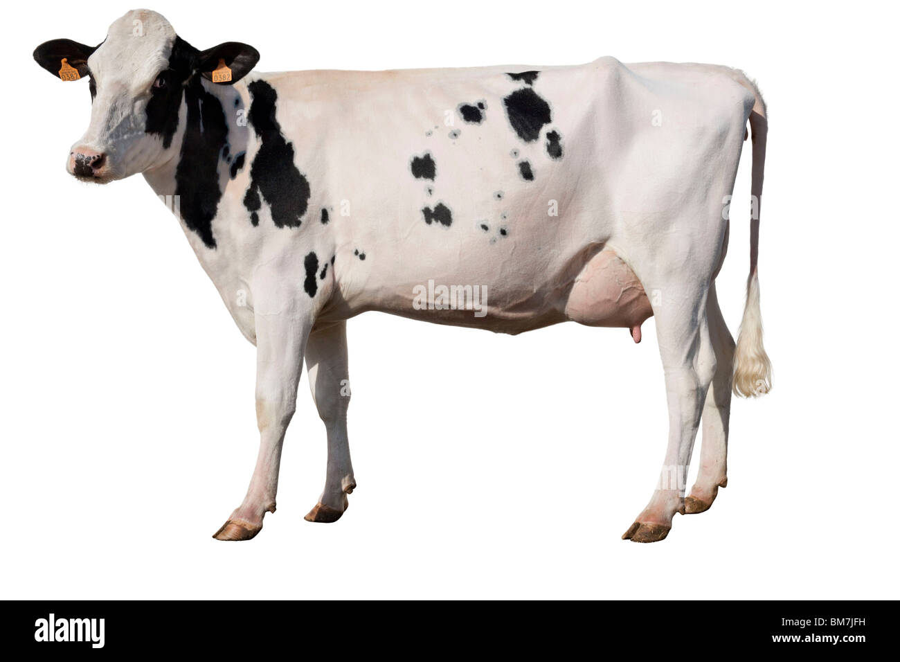 Holstein cow Stock Photo - Alamy