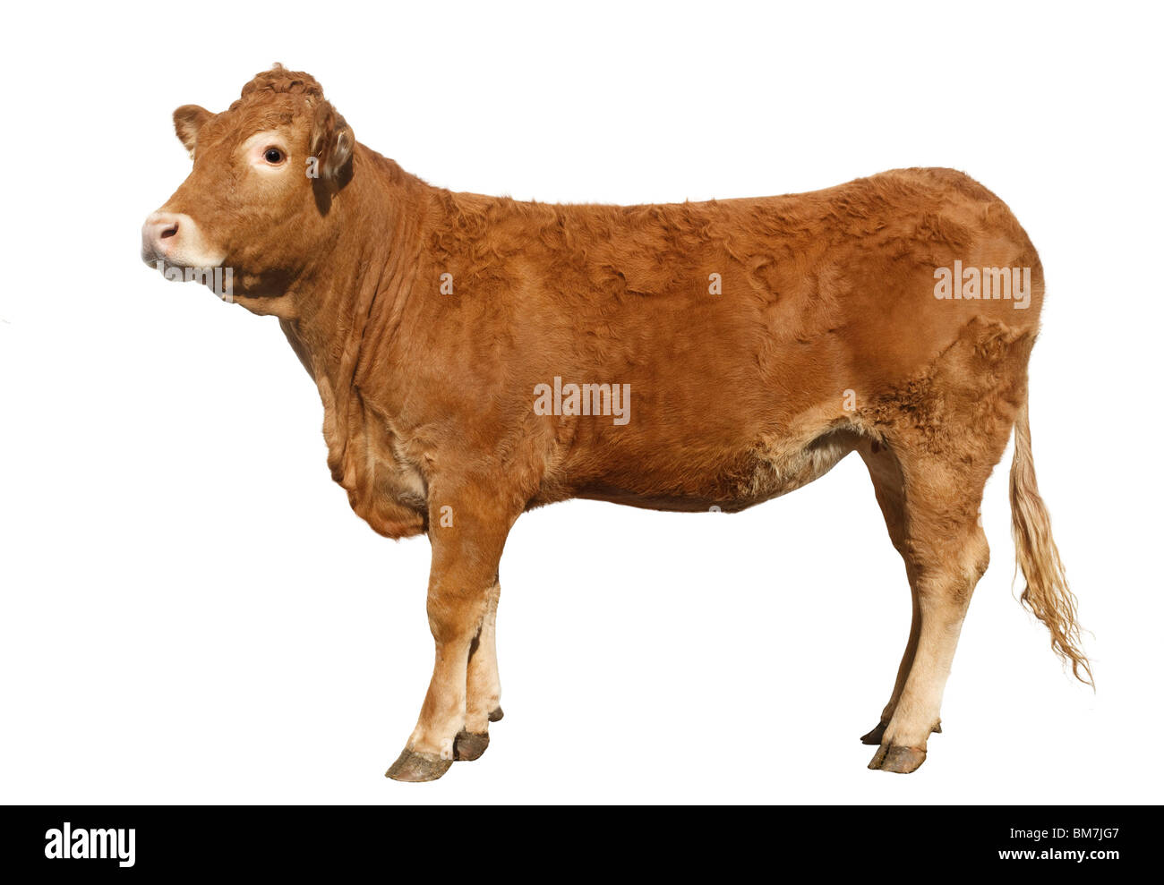 Limousin heifer hi-res stock photography and images - Alamy