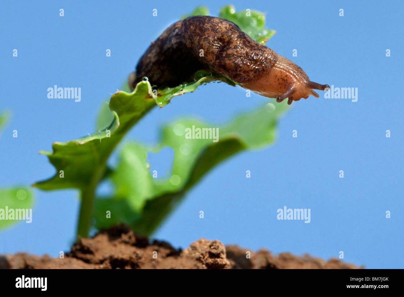 Slug on a colza leaf Stock Photo - Alamy