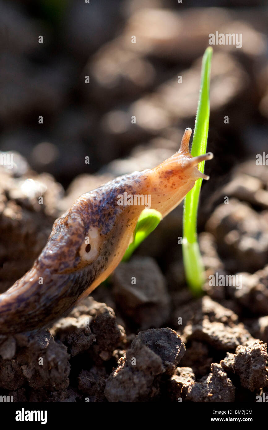 Seedling height hi-res stock photography and images - Alamy