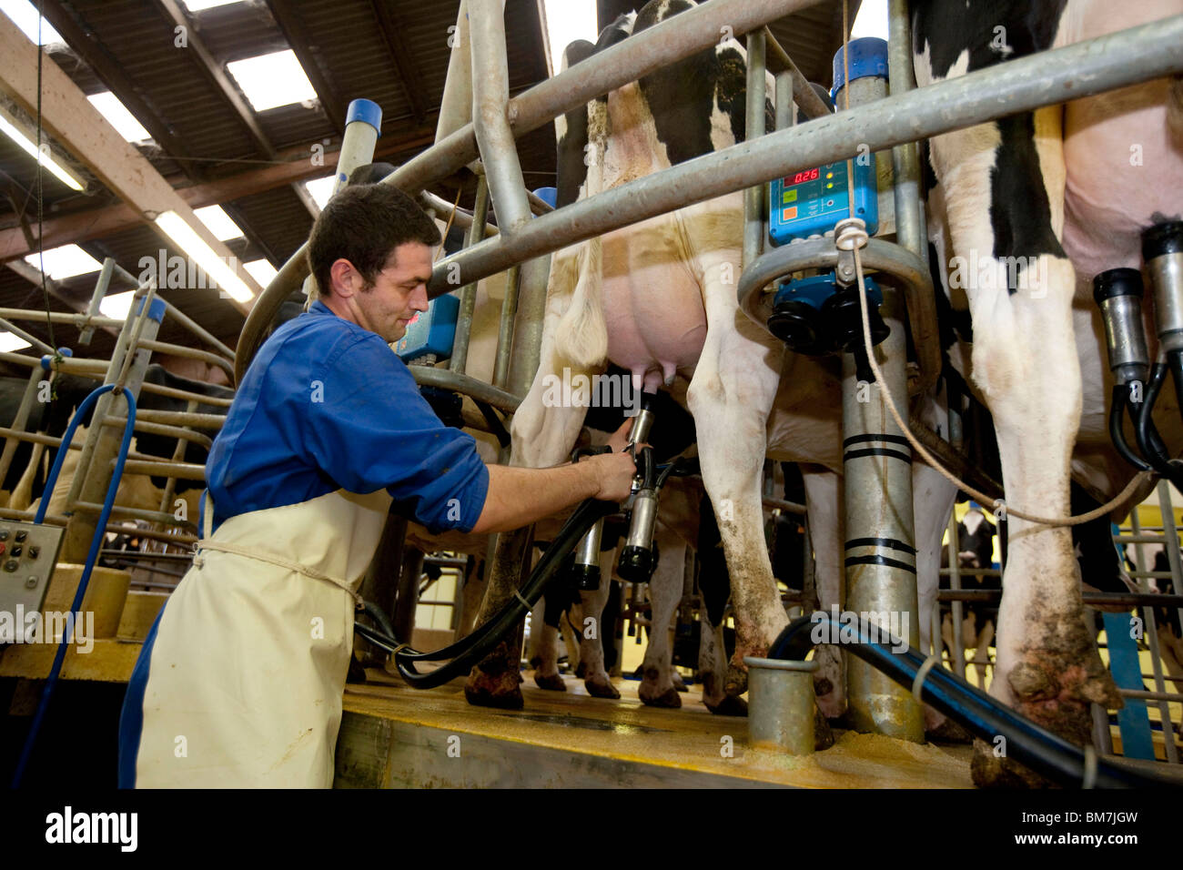 Milking Room High Resolution Stock Photography and Images - Alamy