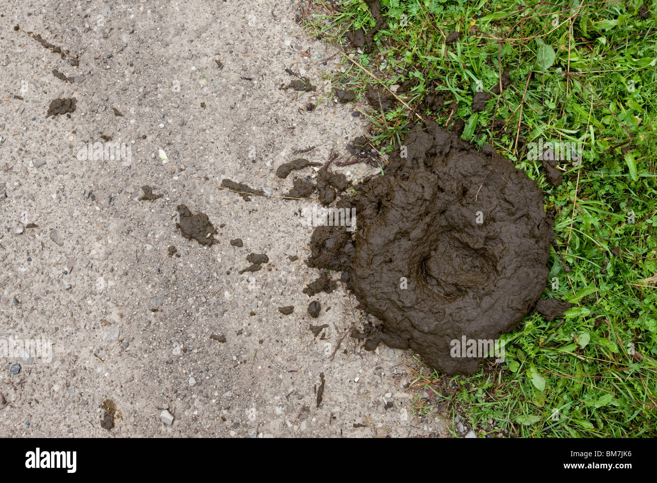 Bovine dung hi-res stock photography and images - Alamy