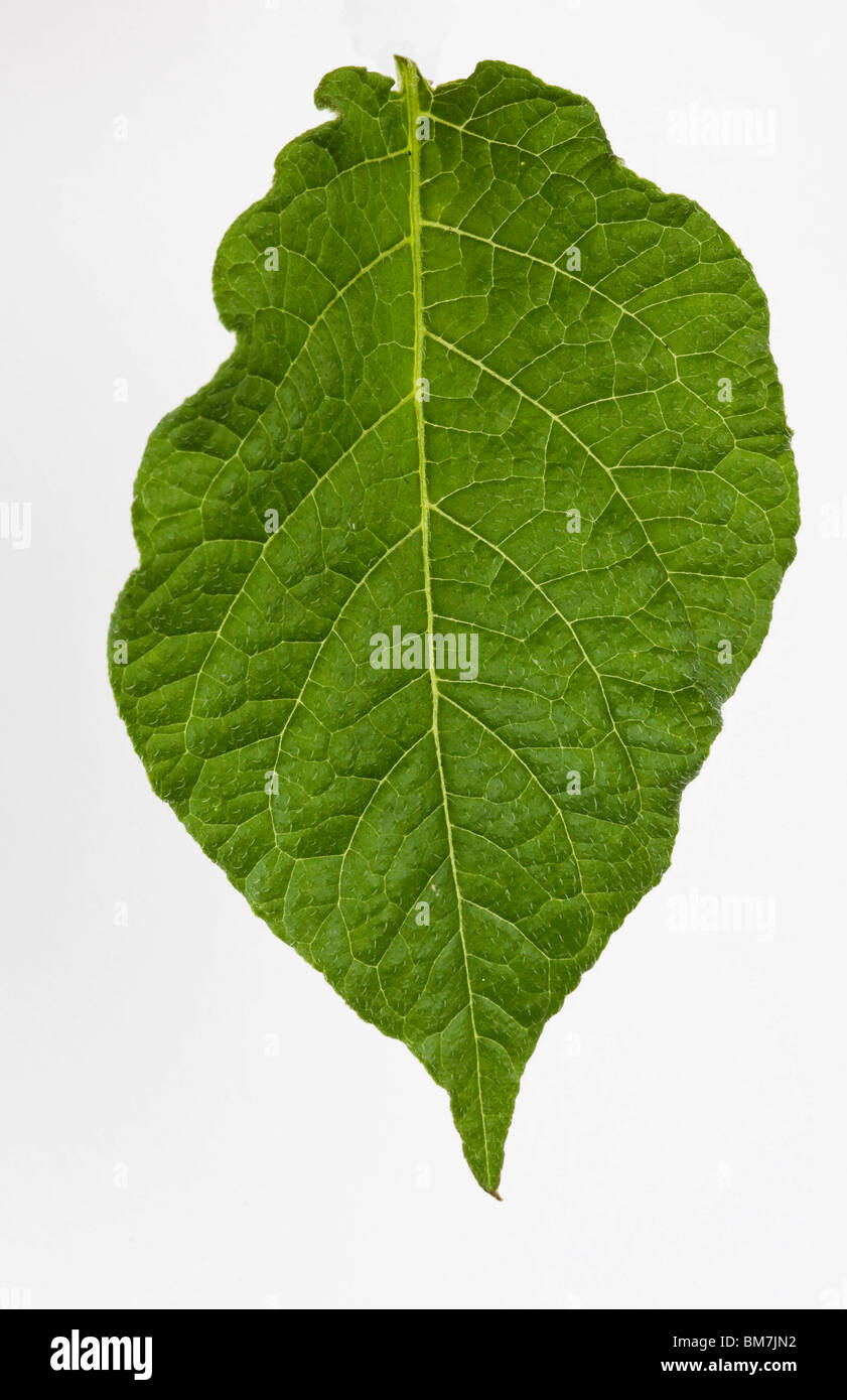 Can sheet hi-res stock photography and images - Alamy