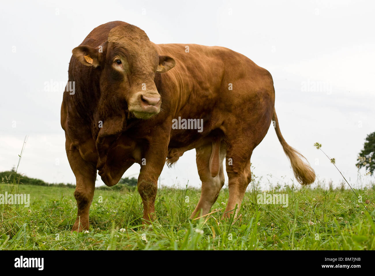 Bull bread hi-res stock photography and images - Alamy