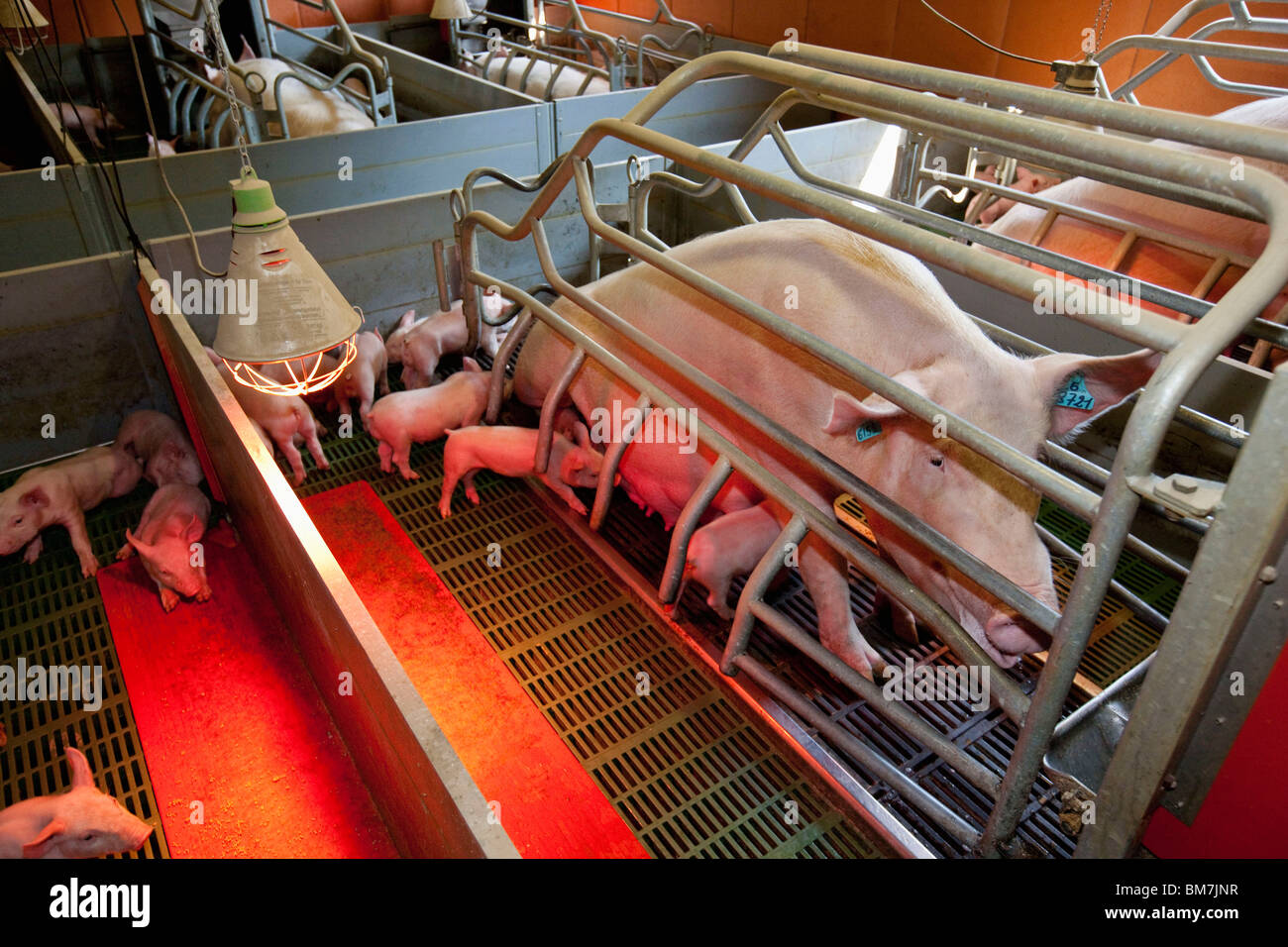 Industrial pig house Stock Photo - Alamy