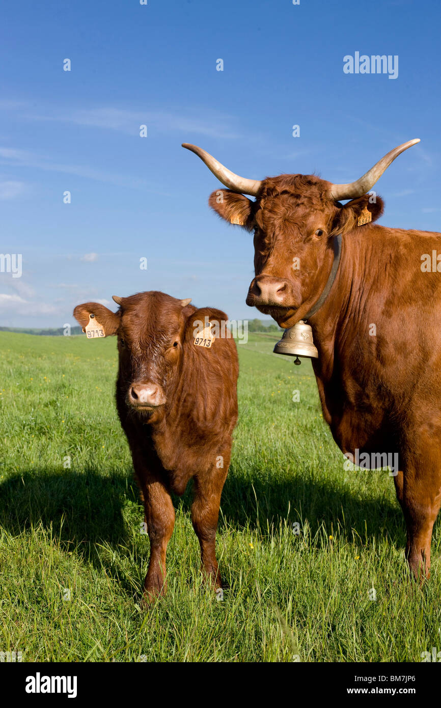 Salers cow and calf Stock Photo - Alamy