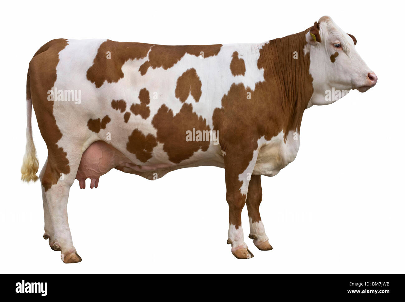 Simmental cow hi-res stock photography and images - Alamy