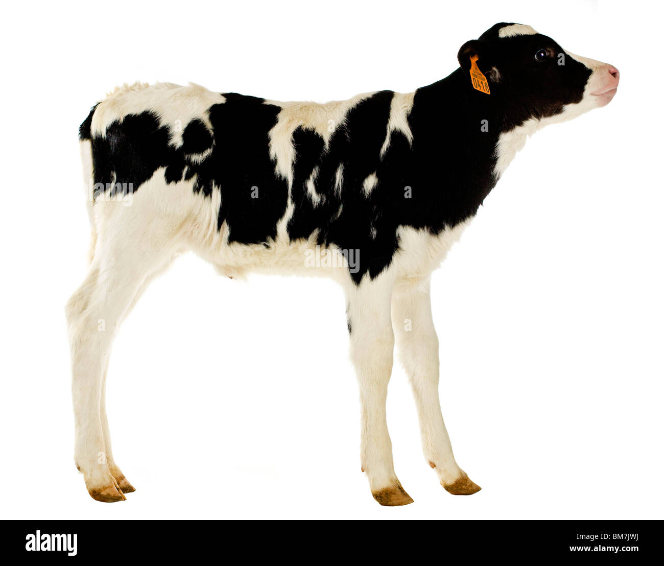 Ternero Holstein Busy Holstein Cow Mother Calf Farm — Stock Photo