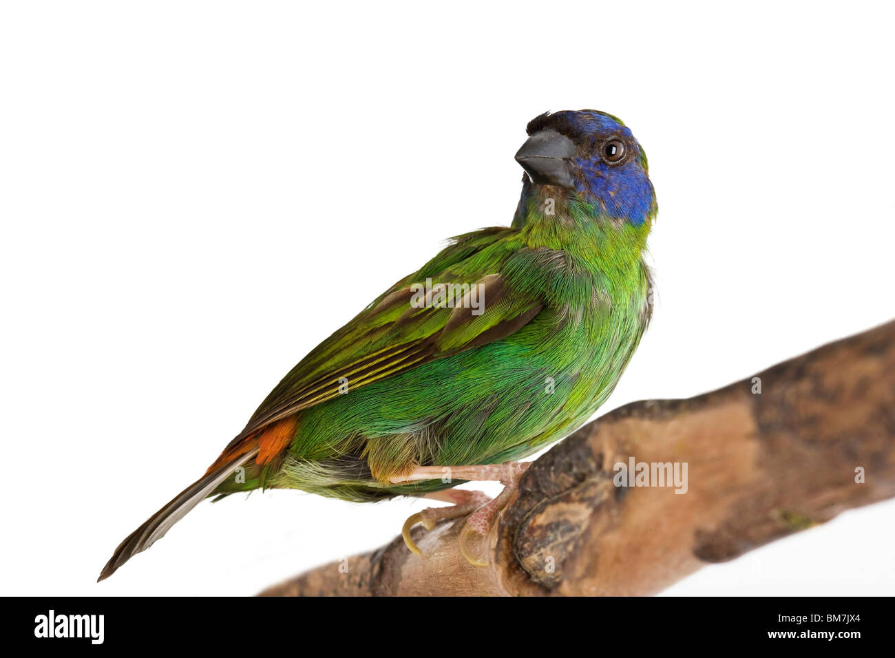 Parrotfinch hi-res stock photography and images - Alamy