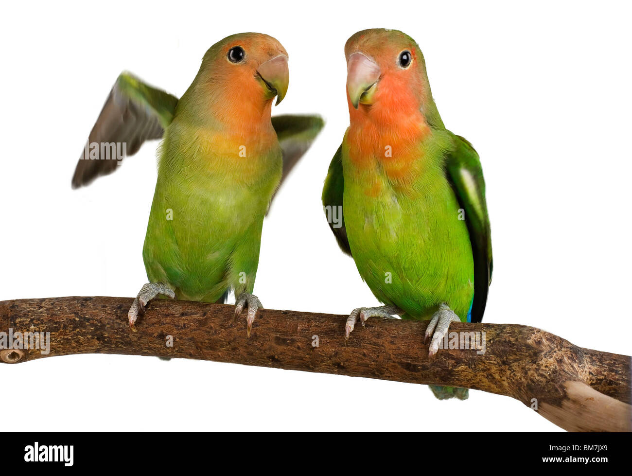 Couple t bird hi-res stock photography and images - Alamy
