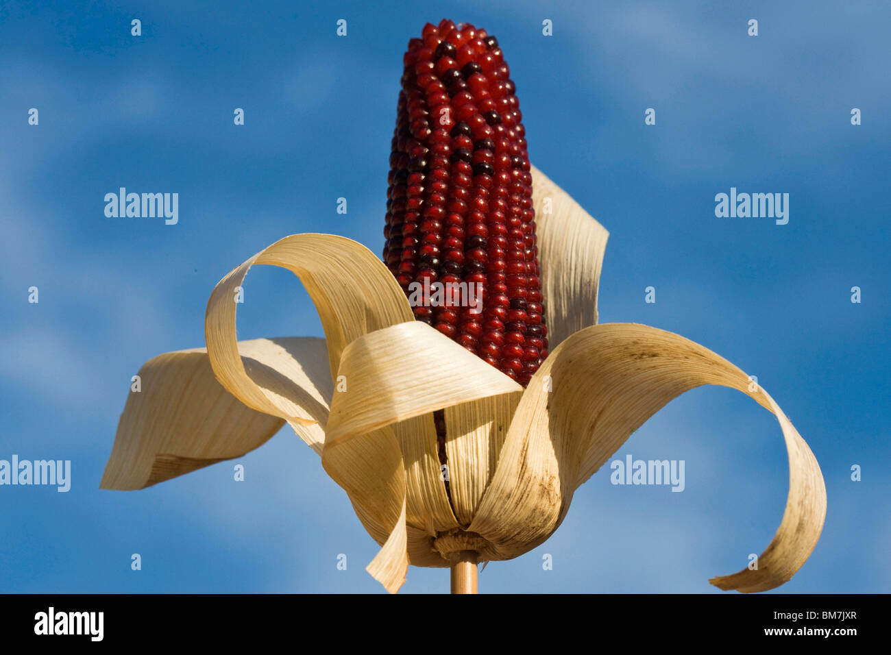 Width ear hi-res stock photography and images - Alamy