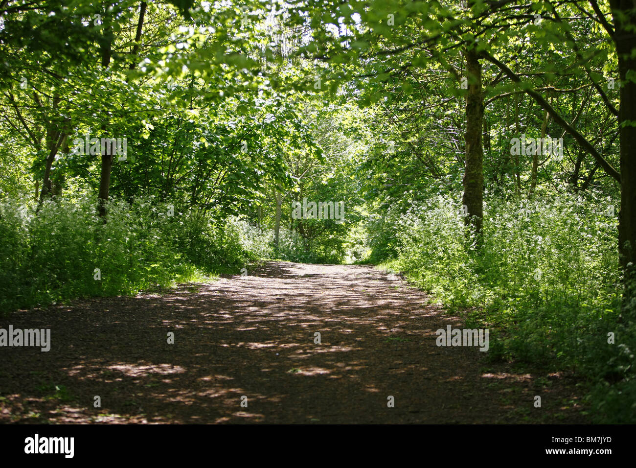 Woodland nature trail in springtime Stock Photo - Alamy
