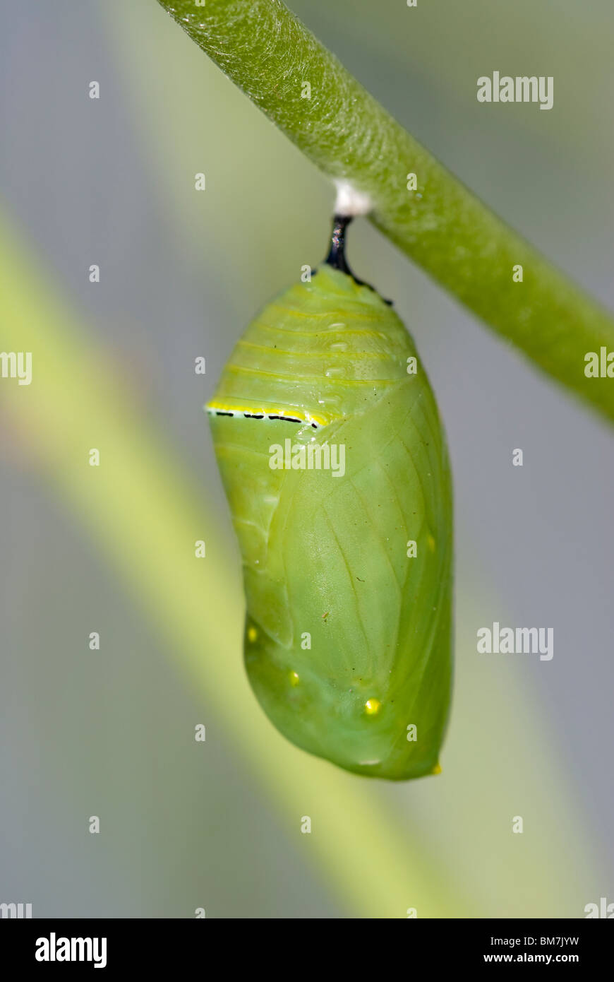 Green chrysalis hi-res stock photography and images - Alamy