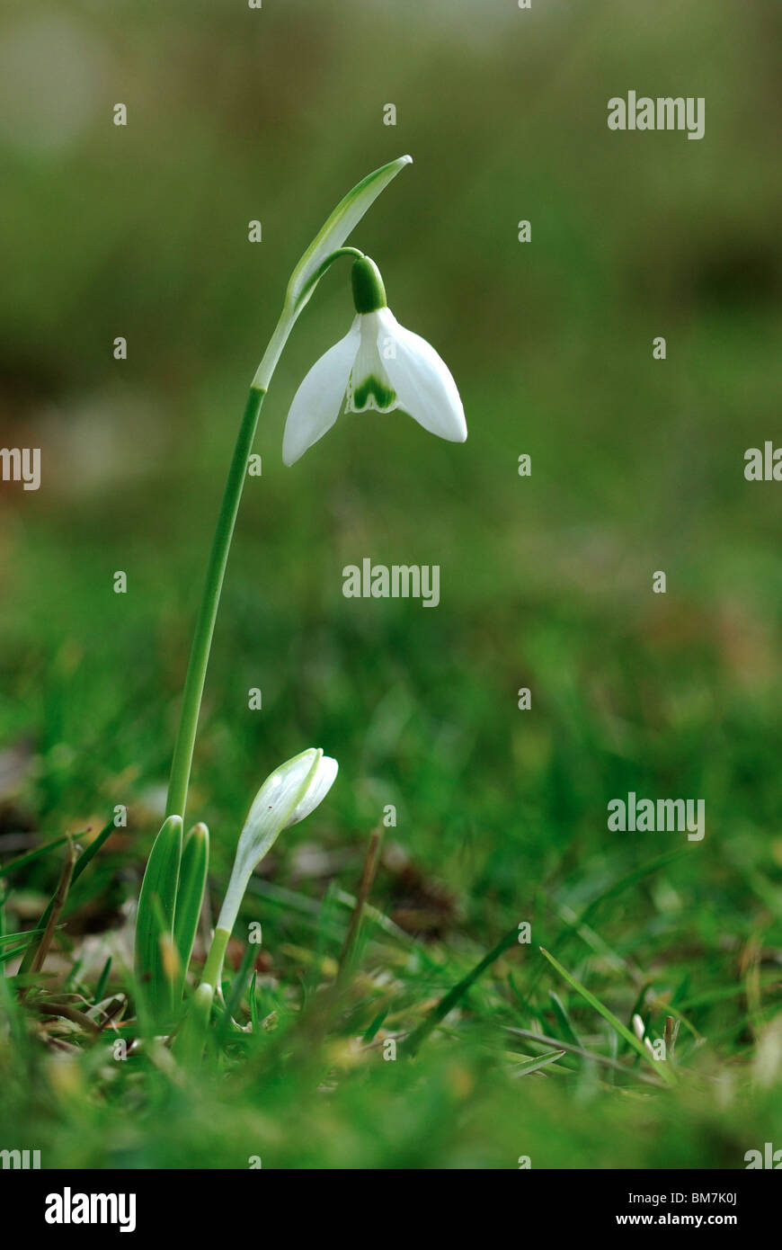 Wild common snowdrop Stock Photo - Alamy