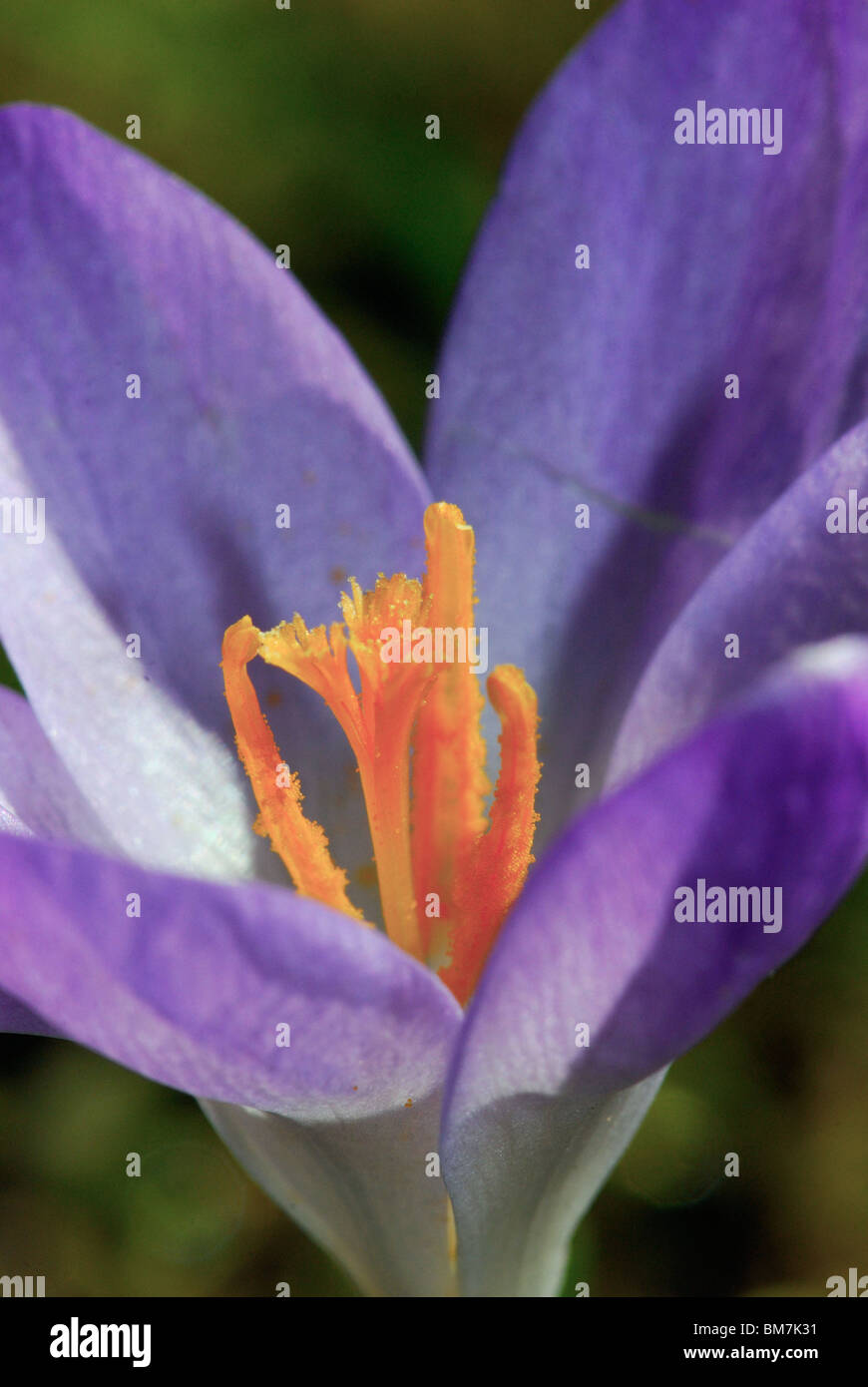 Picture portrai hi-res stock photography and images - Alamy