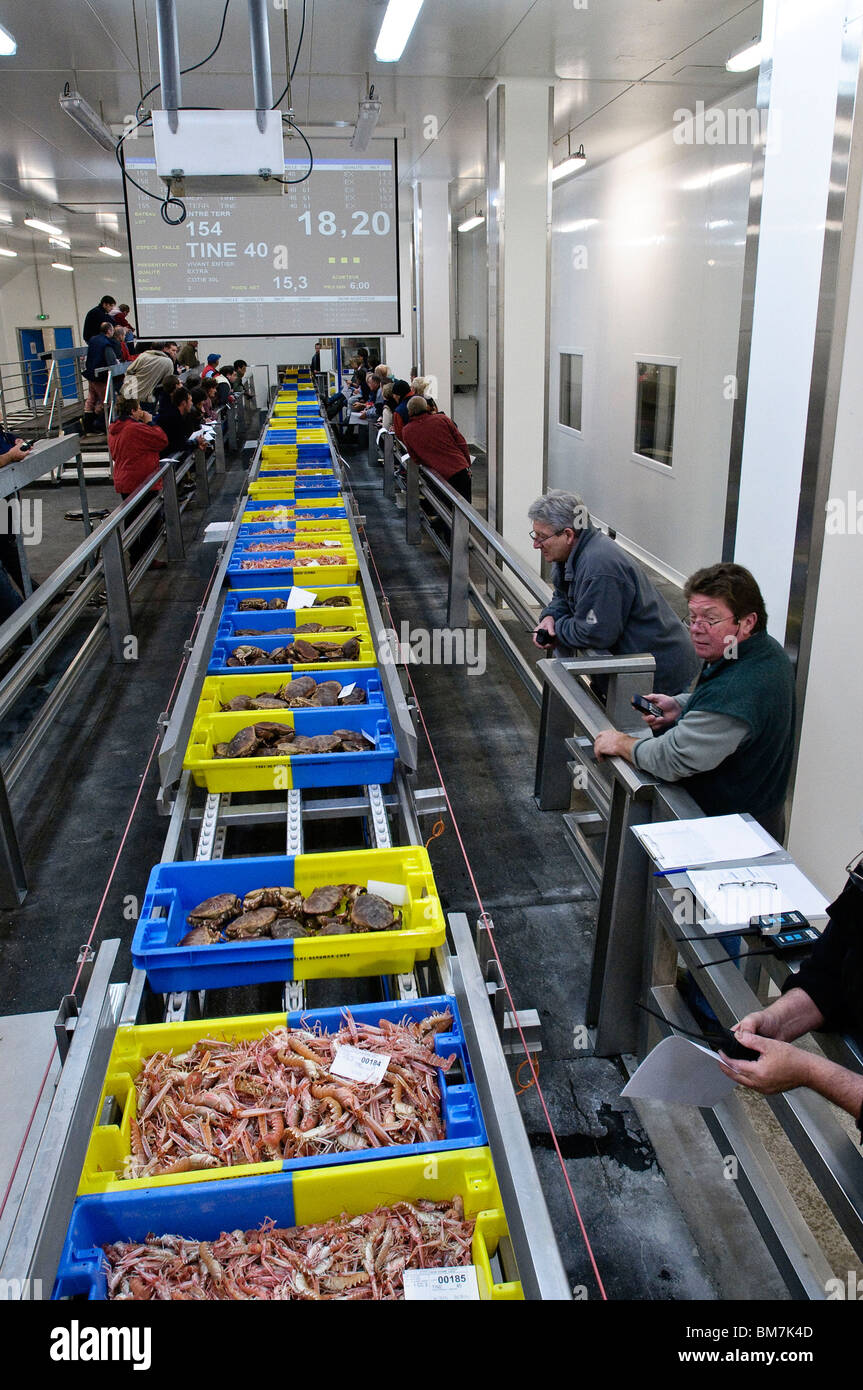 Lorient fish auction (56 Stock Photo - Alamy