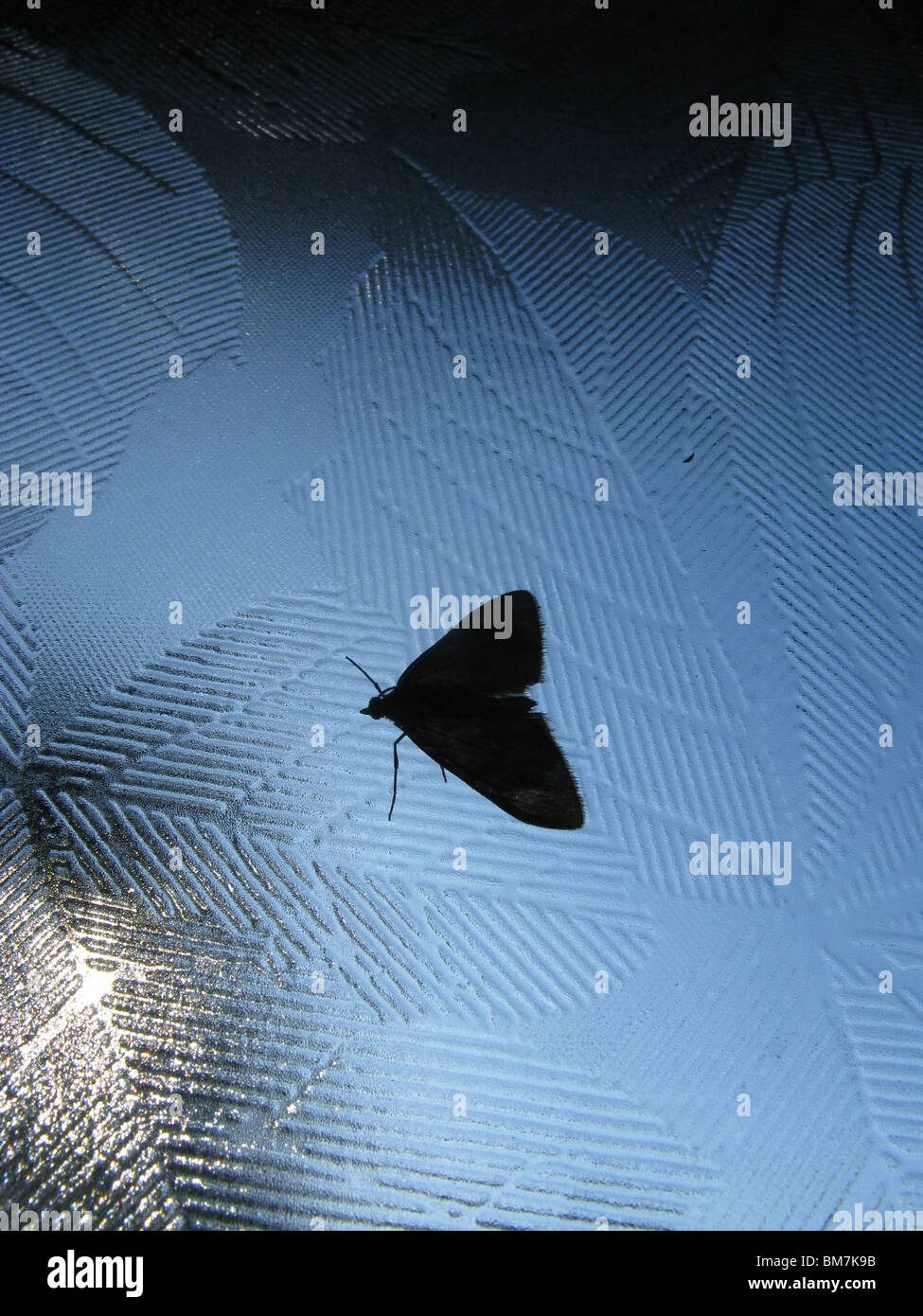 one moth on glass window Stock Photo - Alamy