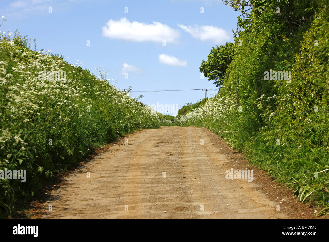 A country Lane in Dorset with high hedges and muddy road surfaces Stock ...