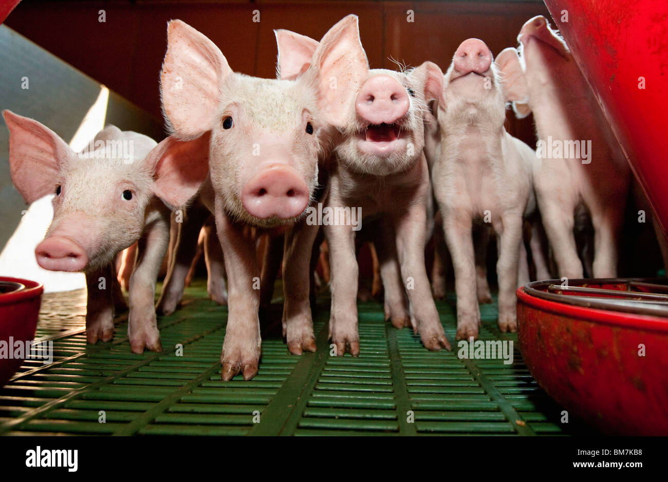 Industrial pig house Stock Photo - Alamy