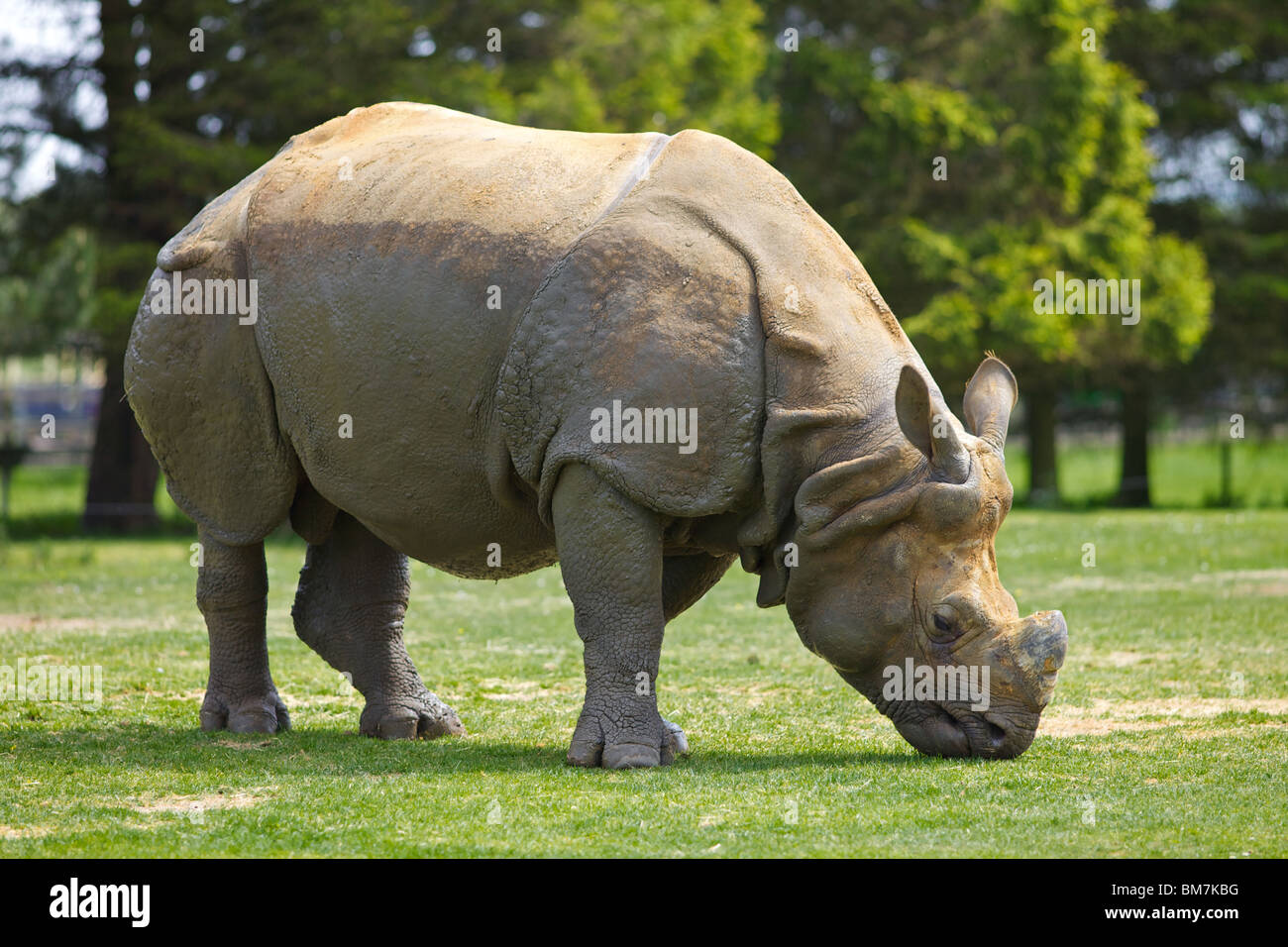 A Greater one horned Rhino Stock Photo - Alamy
