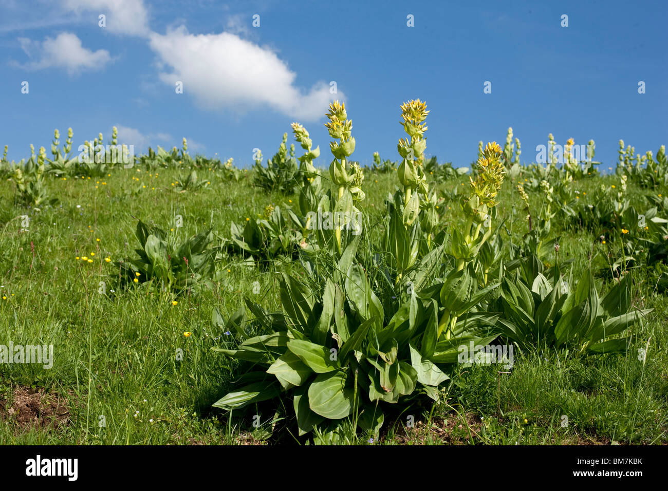 Great Yellow Gentian Stock Photo - Alamy