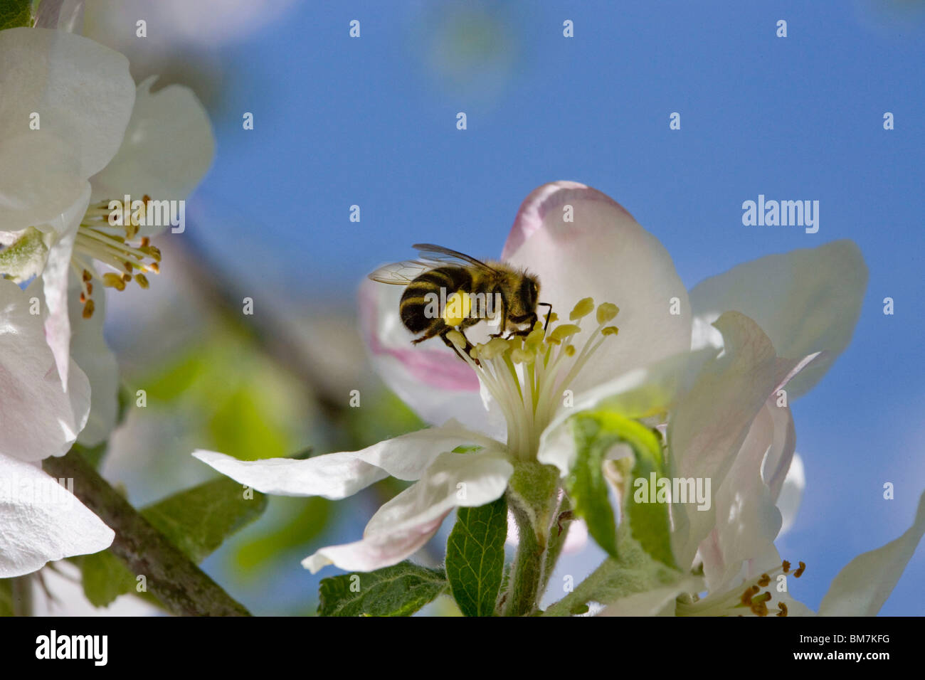 The apple bee hi-res stock photography and images - Alamy