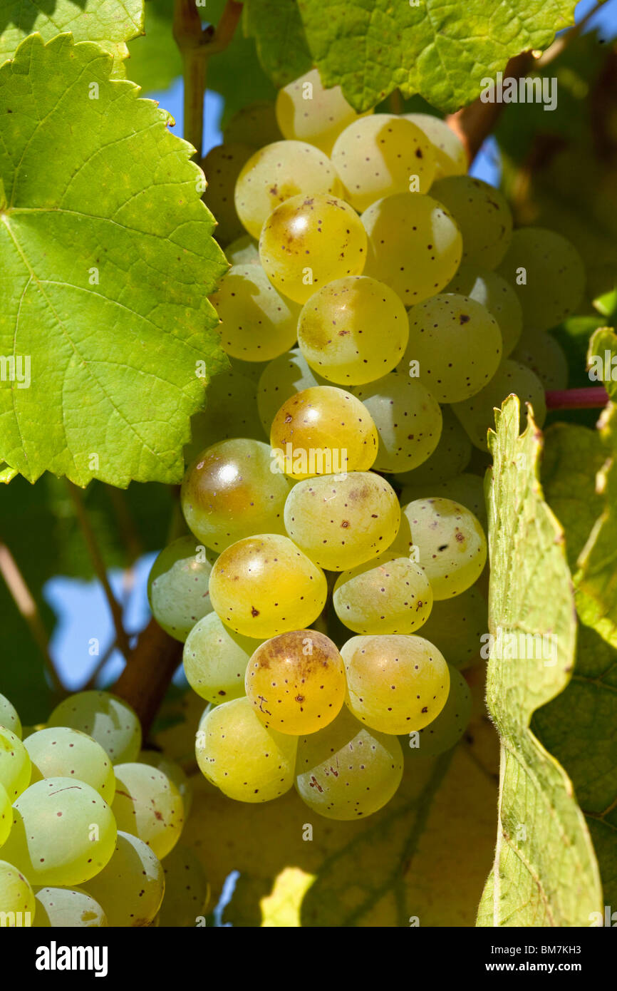Bunch of grapes Stock Photo - Alamy