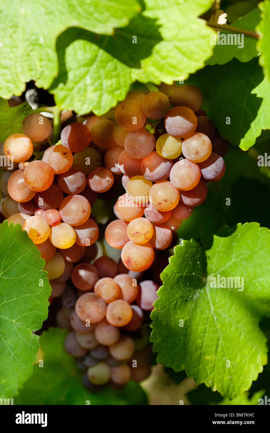Bunch of grapes Stock Photo - Alamy
