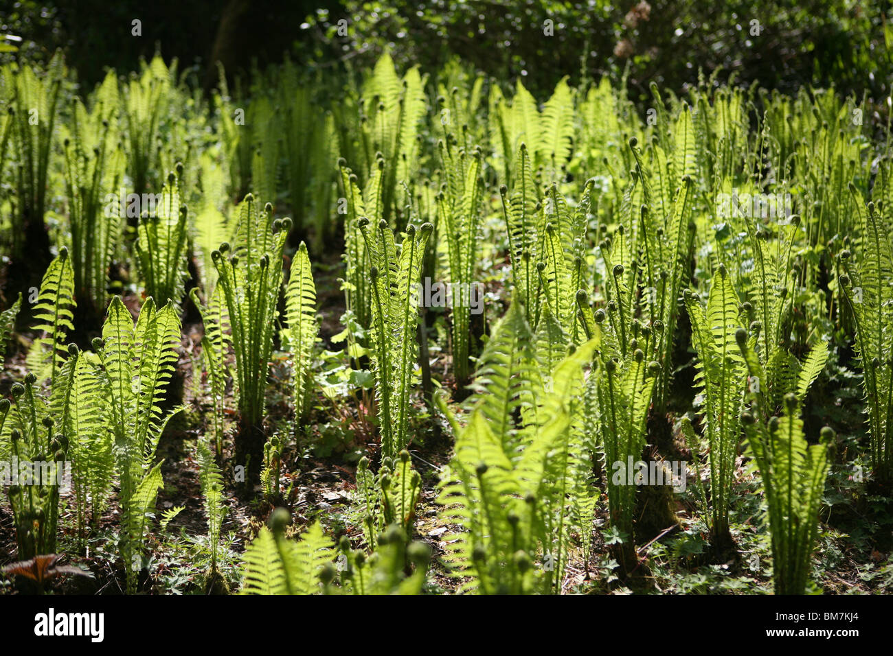 Matteuccia struthiopteris - Shuttlecock fern / Ostrich ferns unfurling ...