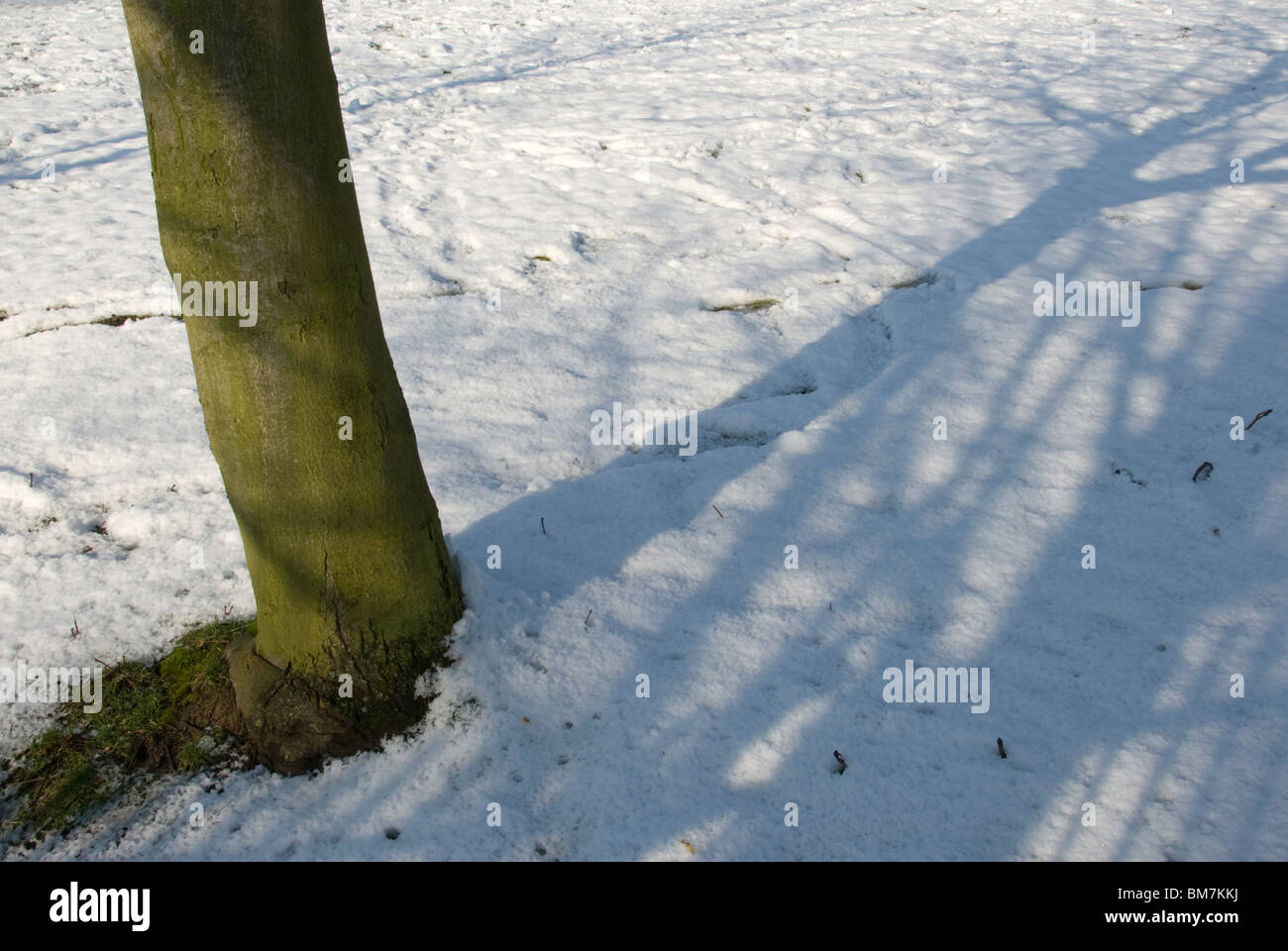 blue shadows of trees cast in the snow Stock Photo - Alamy