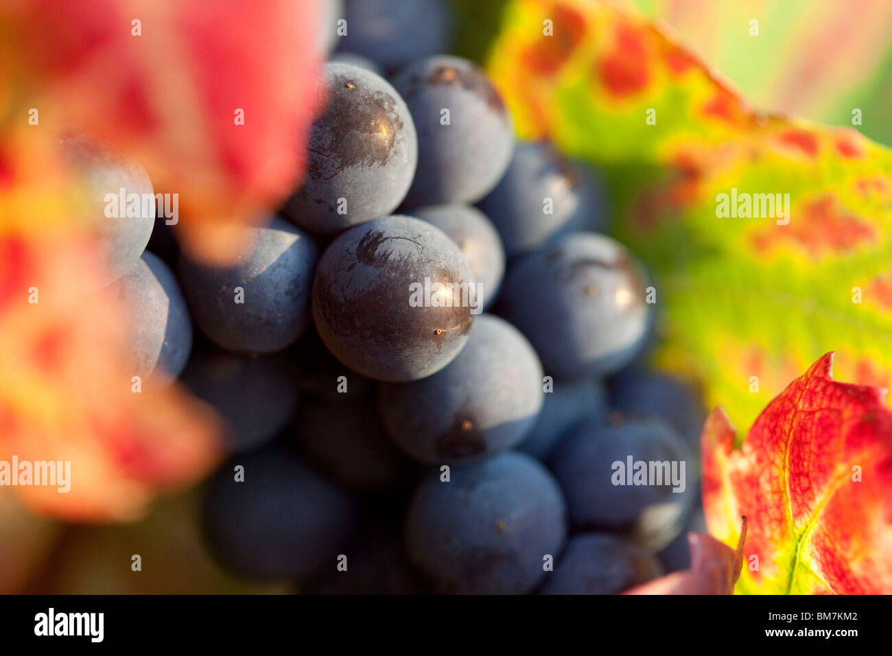 Bunch of grapes Stock Photo - Alamy