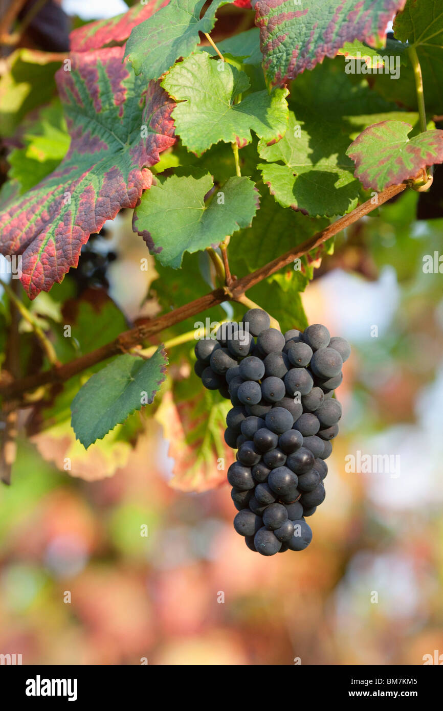 Bunch of grapes Stock Photo - Alamy