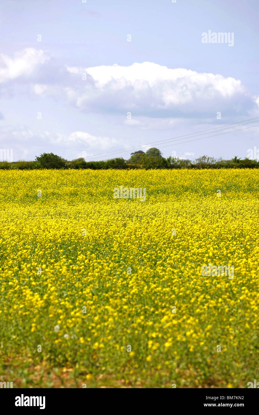 The yellow flowers of the Rapeseed plant cultivated by farmers as a ...