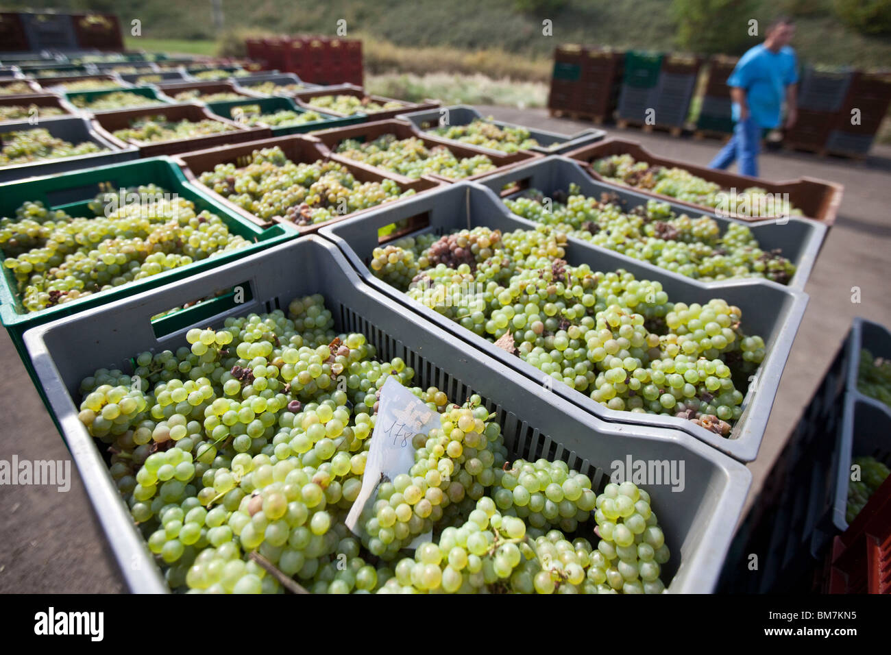 Cooperative cellar in Burgundy Stock Photo - Alamy