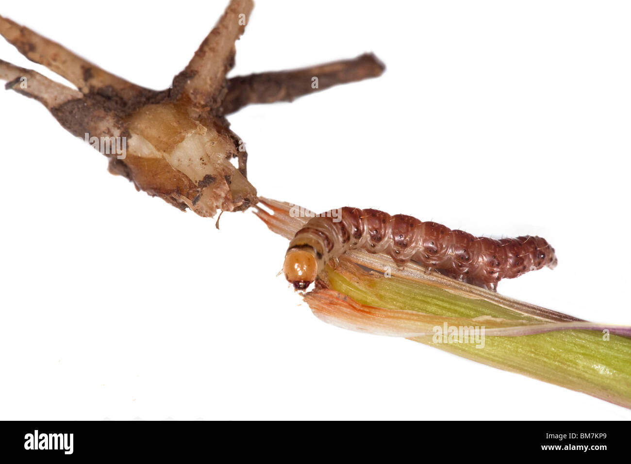 Corn earworm hi-res stock photography and images - Alamy