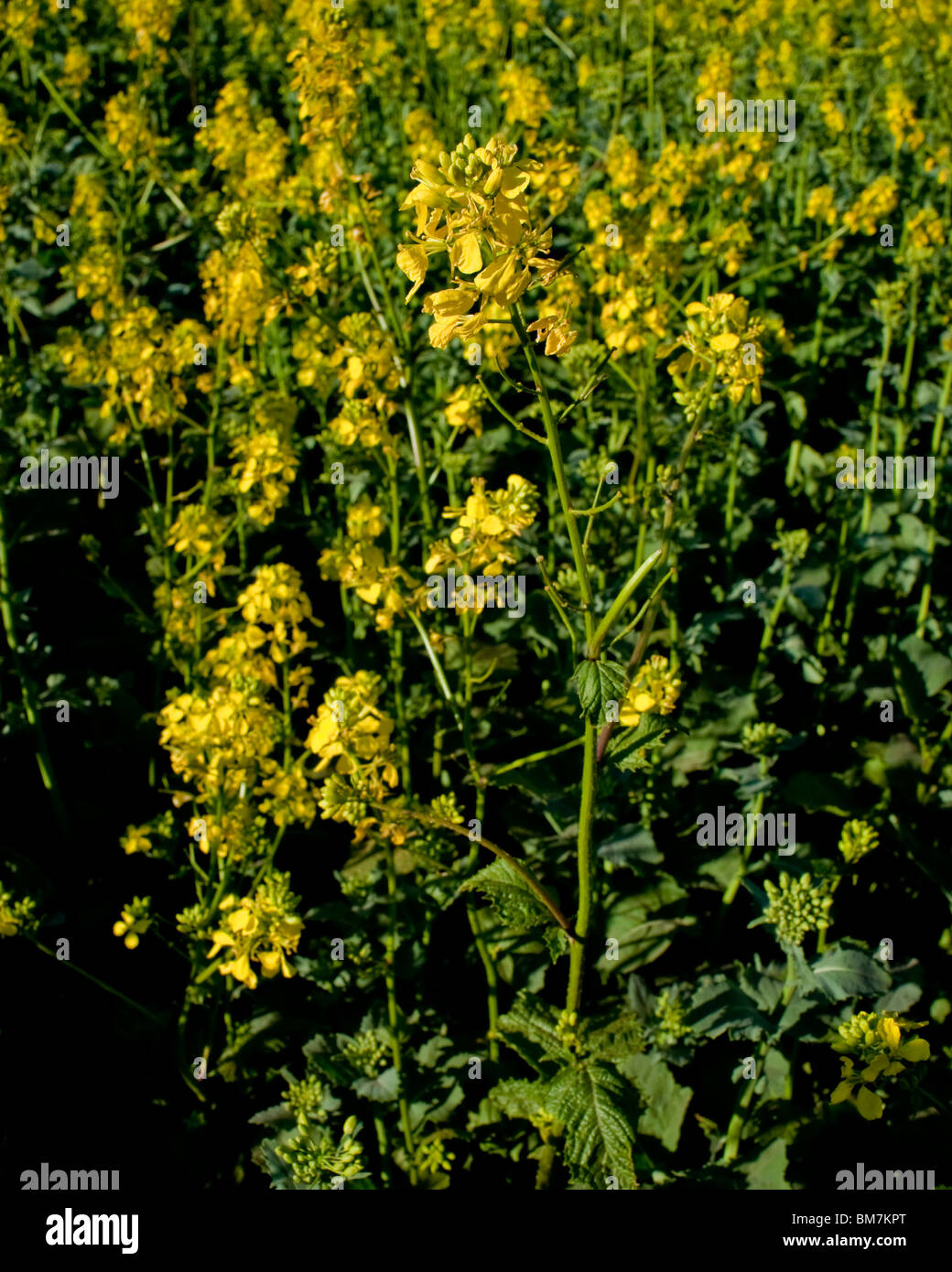 Canola "Rape seed" Flowers Field, "Bio Fuel", Landscape Stock Photo - Alamy