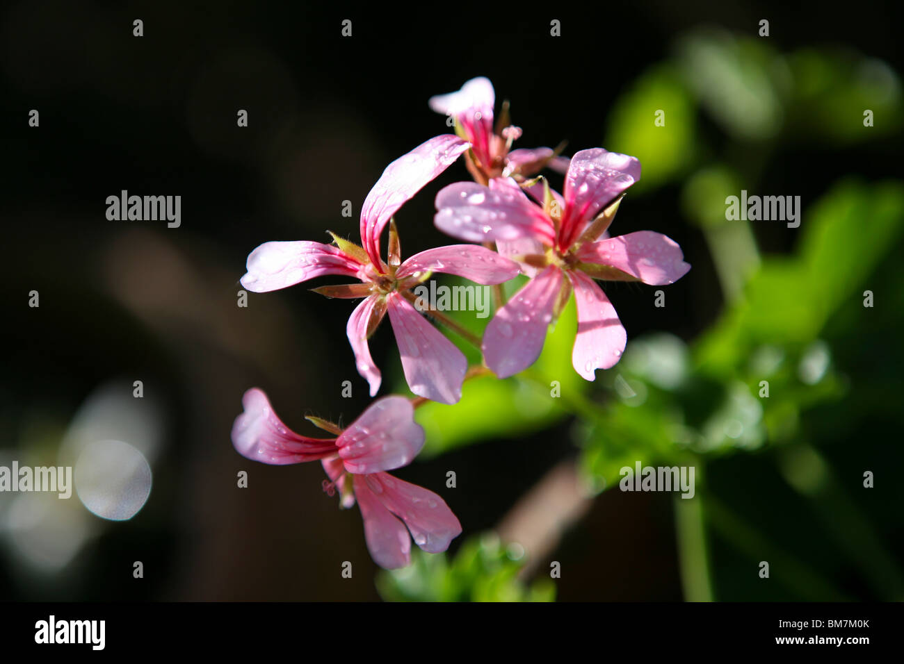 Pink geraniums in sun with dark background Stock Photo - Alamy