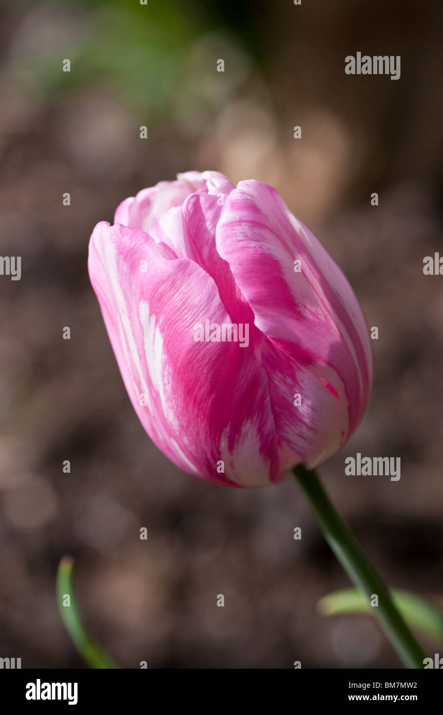 Tulip flower hi-res stock photography and images - Alamy