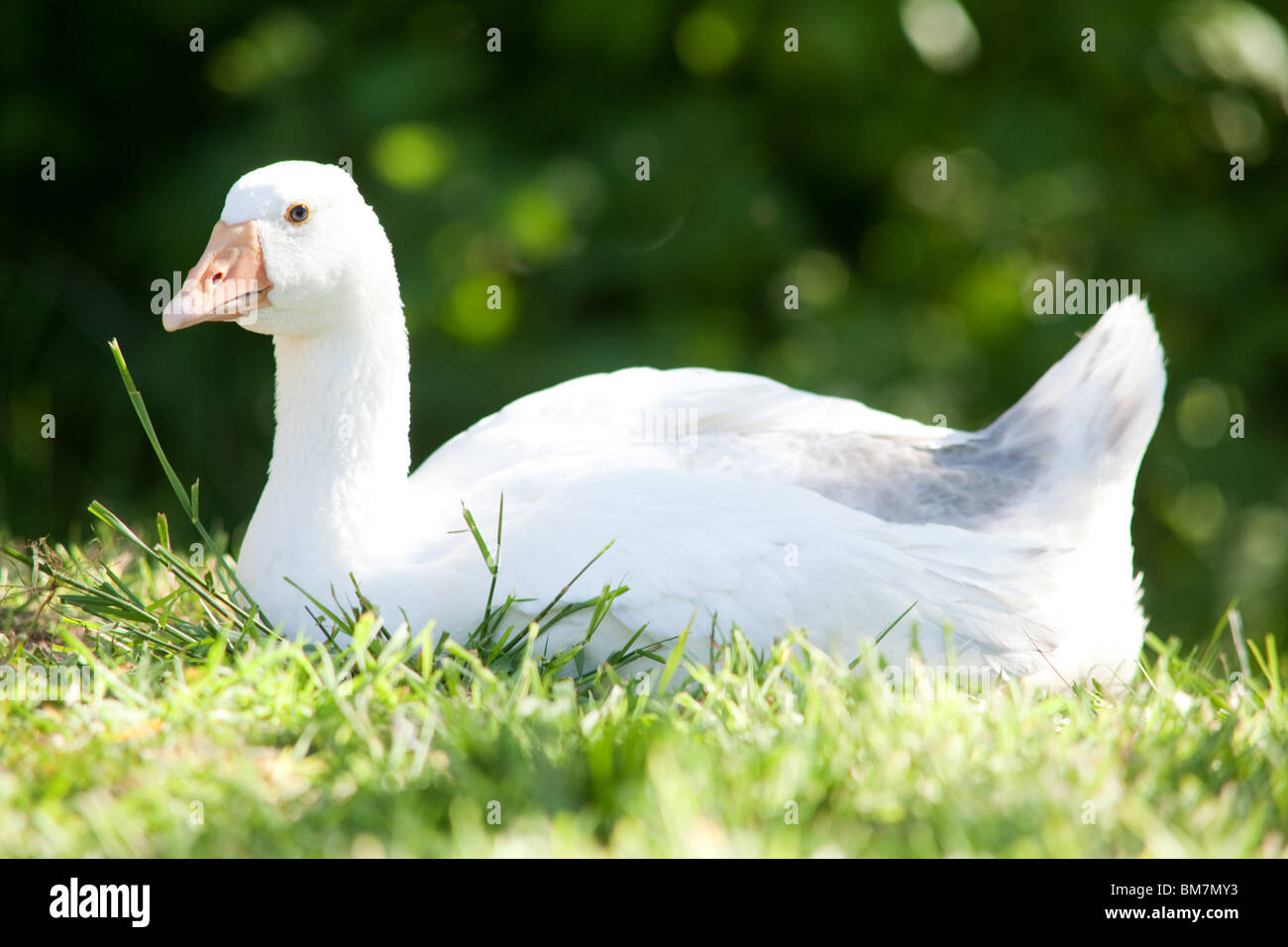 White domestic Embden goose, Hampshire, England Stock Photo - Alamy