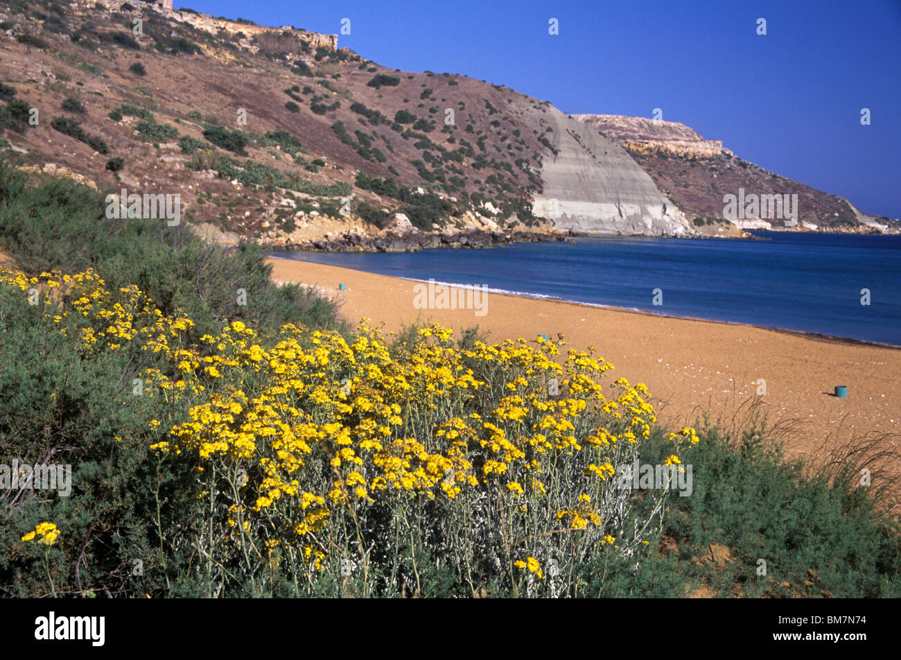 Malta, tamarisk trees and flowering sand dunes plants at Ramla Bay ...