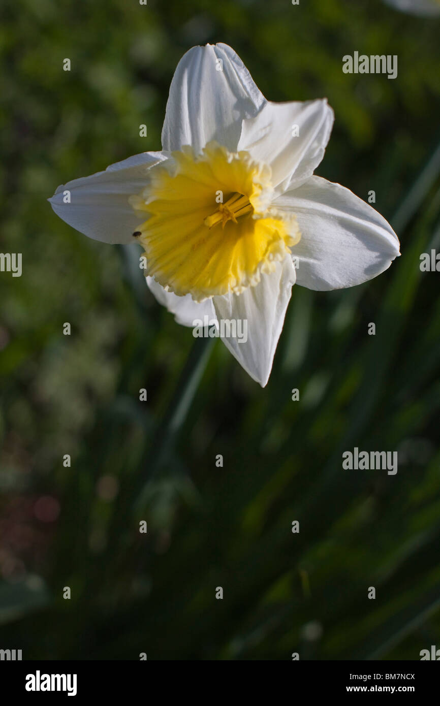 Daffodil festival wales hi-res stock photography and images - Alamy