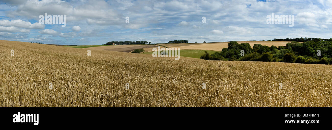 East Yorkshire Wolds Panoramic Landscape showing corn field Stock Photo ...