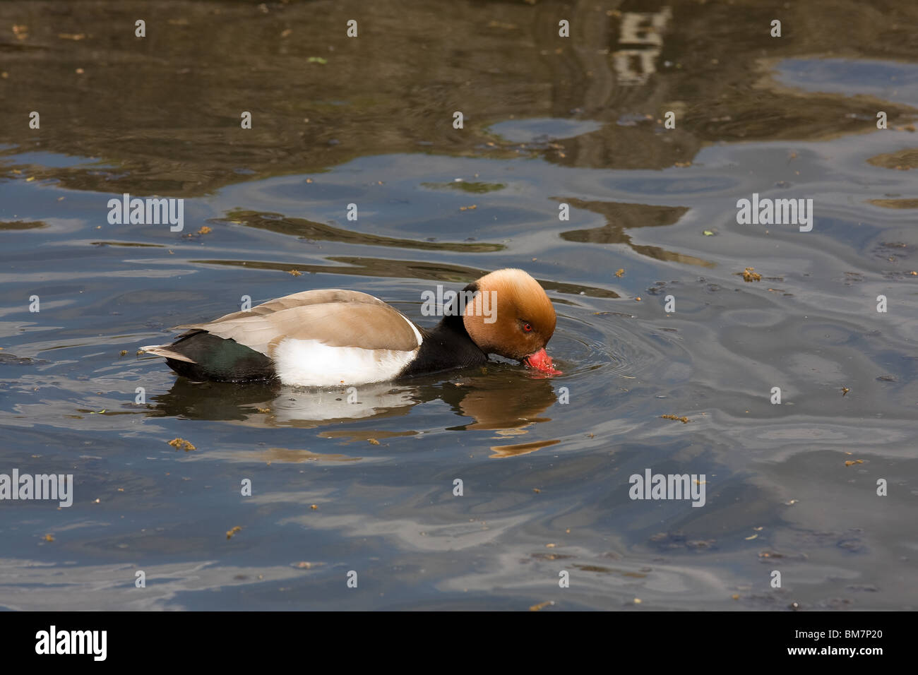 Red crested ducks hi-res stock photography and images - Alamy