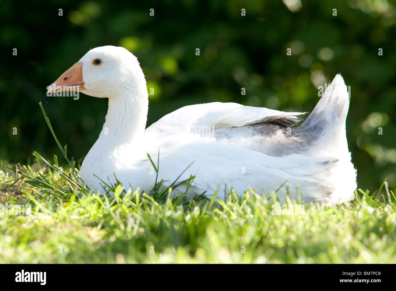 White domestic Embden goose, Hampshire, England Stock Photo - Alamy