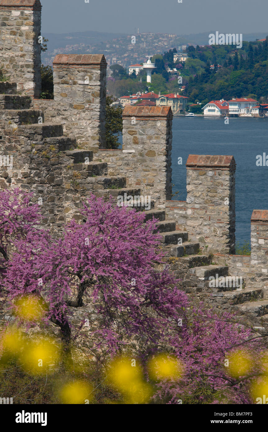 The judas tree hi-res stock photography and images - Alamy