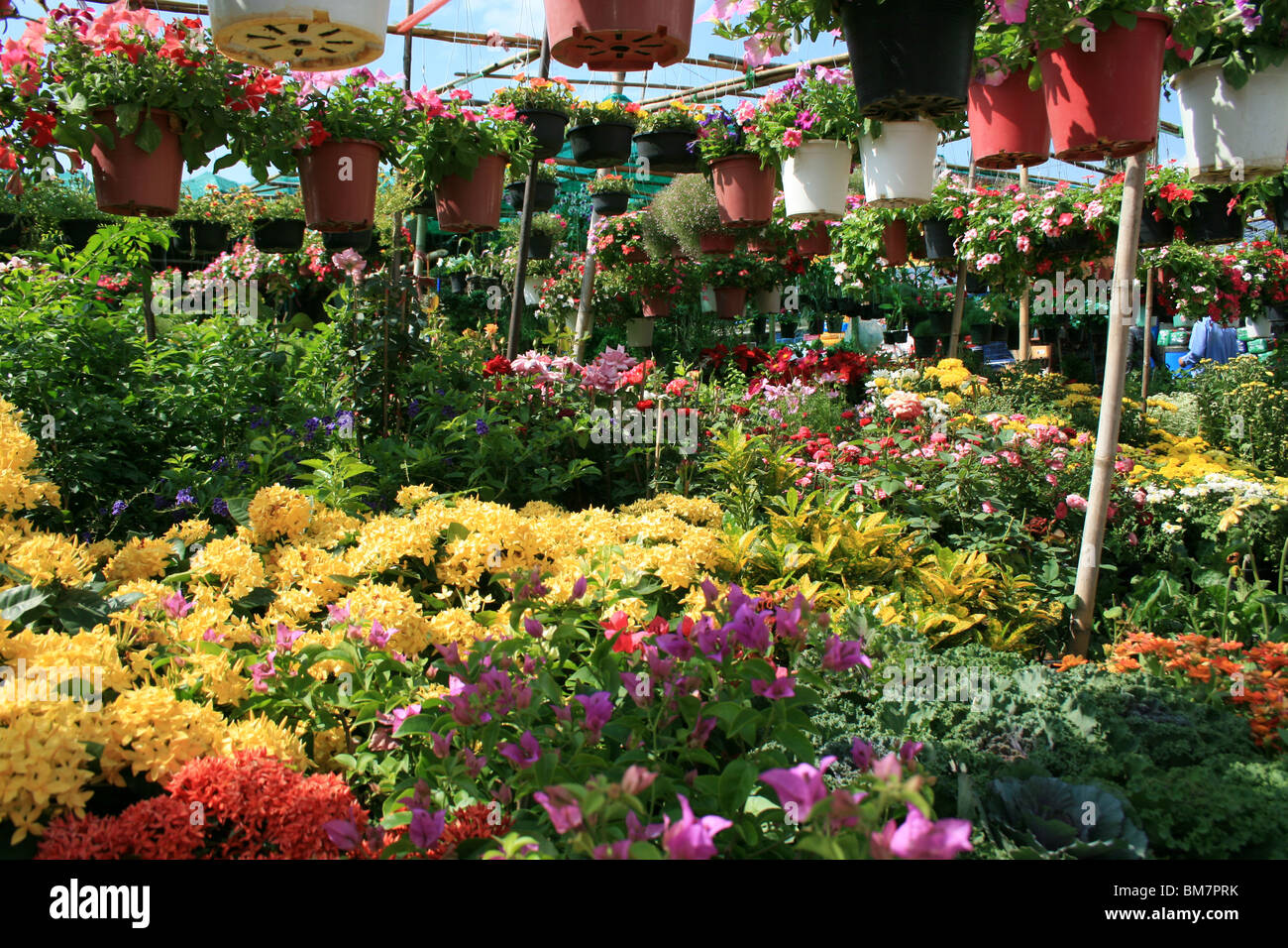 Colorful flowers in an open market, Bangkok, Thailand Stock Photo - Alamy