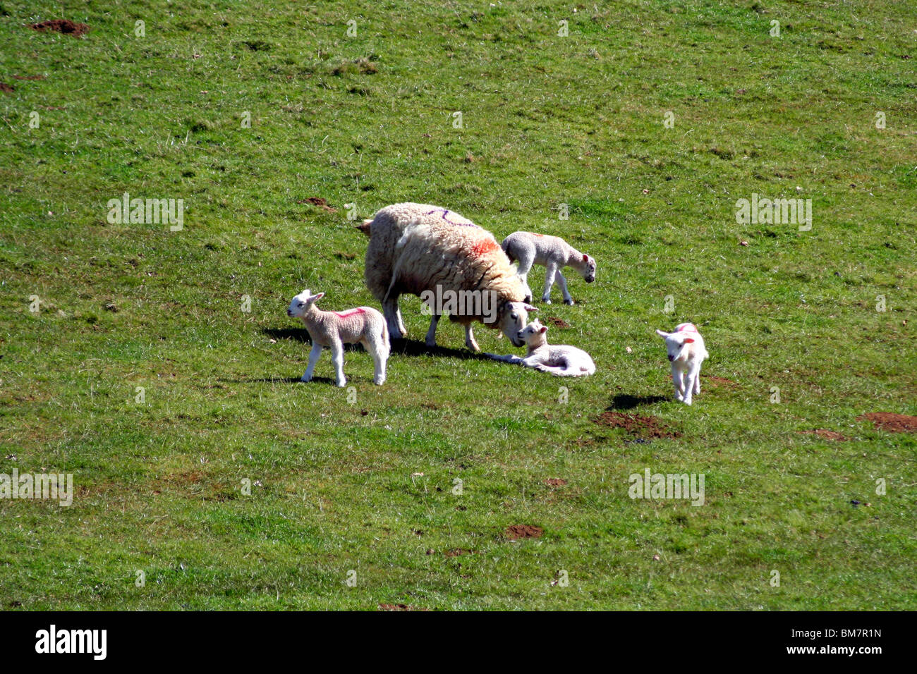 Four lambs hi-res stock photography and images - Alamy