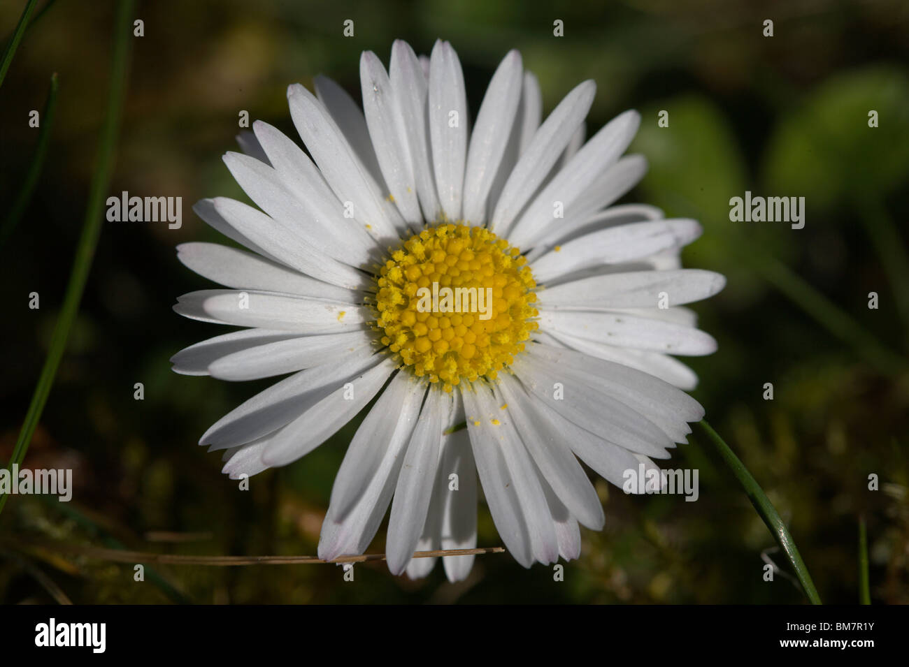 Pushing up the daisies hi-res stock photography and images - Alamy