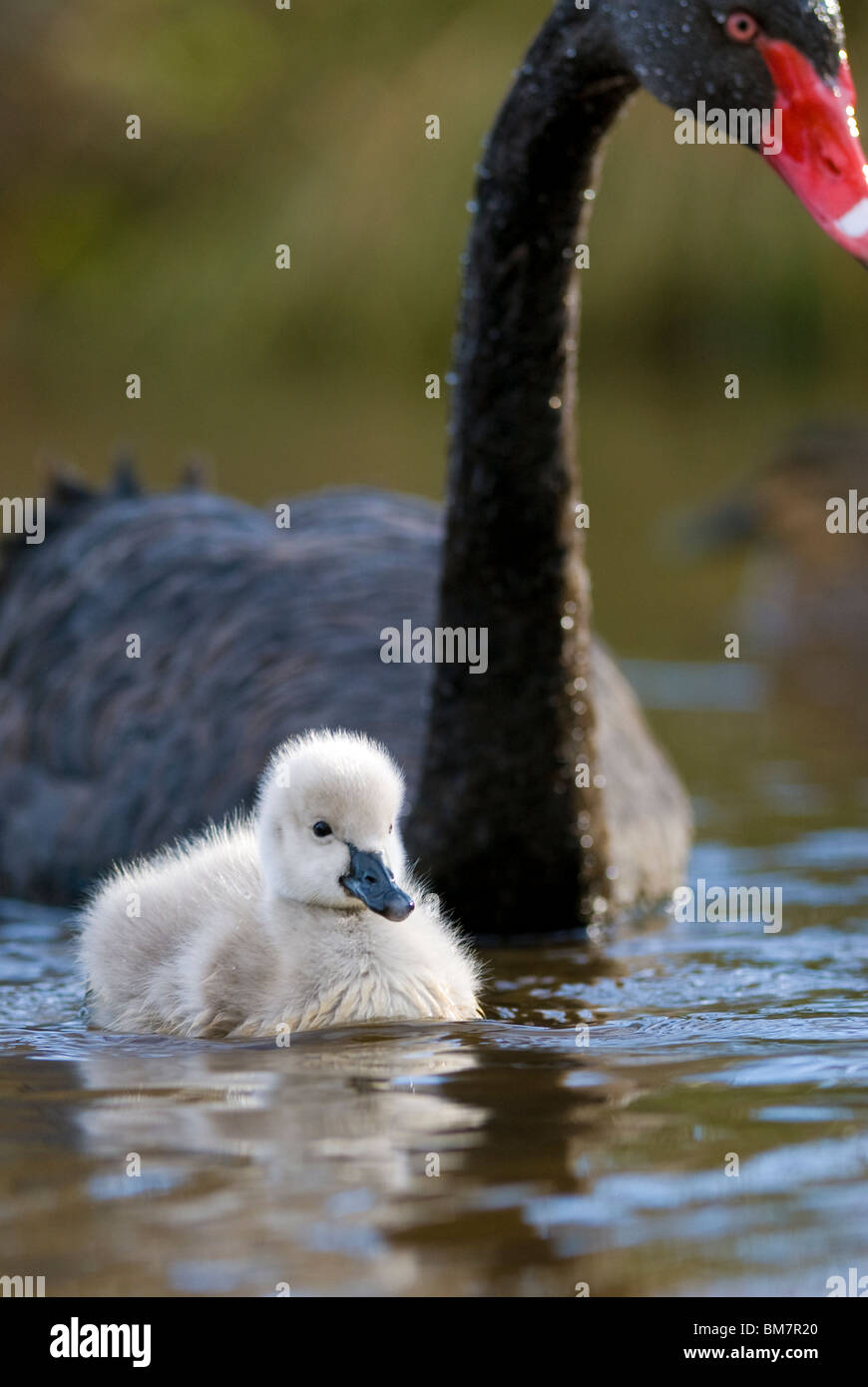 Black Swan chick Cygnus atratus New Zealand Stock Photo - Alamy